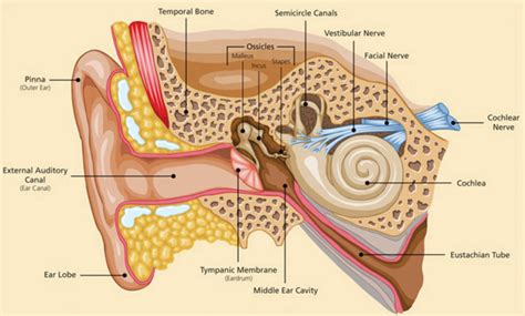 Outer Ear Diagram Labeled The Anatomy And Physiology Of
