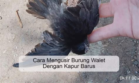 Makna Burung Walet Menurut Suku Jawa Pertanda Keberuntungan Dan Rezeki Berlimpah