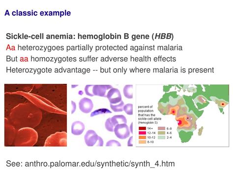 Ppt Mutations Powerpoint Presentation Free Download Id2201837