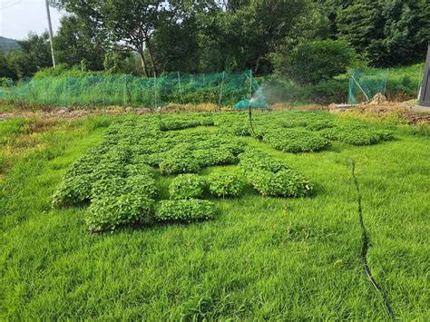실험재배농장 들깨 하우스 윤승현 숨고 숨은고수