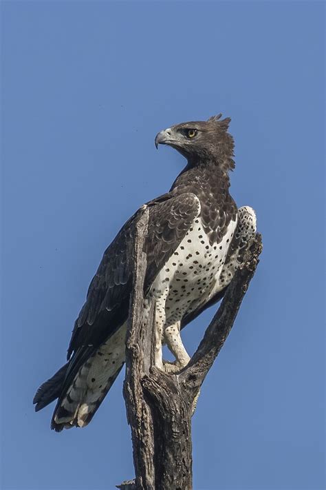 Martial Eagle Wikipedia