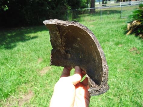 Huge Section Of Extinct Giant Box Turtle Shell Recently Sold