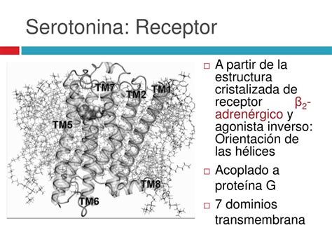 Ppt Receptores De Serotonina David E Nichols And Charles D Nichols