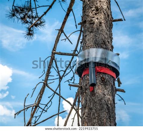 Ecological Traps Laid On Pine Tree Stock Photo Shutterstock