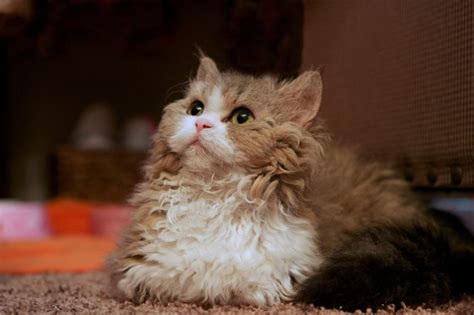 Stupid Looking Cat Breed