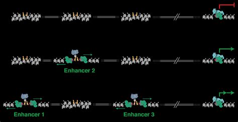 Enhancer Chromatin Looping