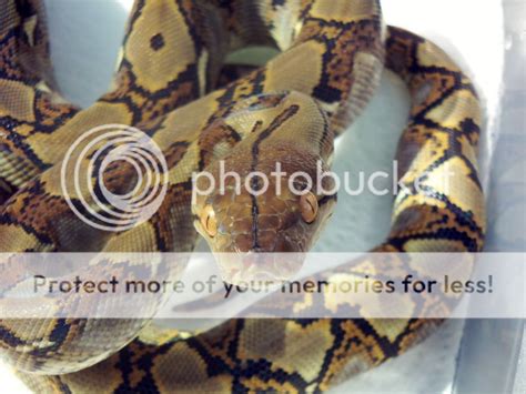 Beautiful Female Retic Faunaclassifieds