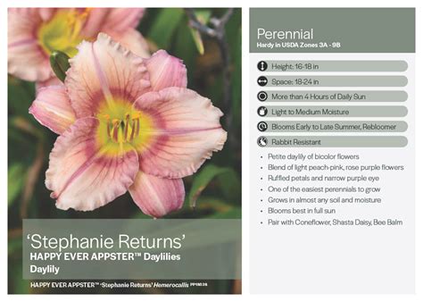 Assorted Daylilies Americas Gardens Nursery