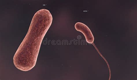Spiral Shaped Bacterium Stock Illustrations 116 Spiral Shaped Bacterium Stock Illustrations