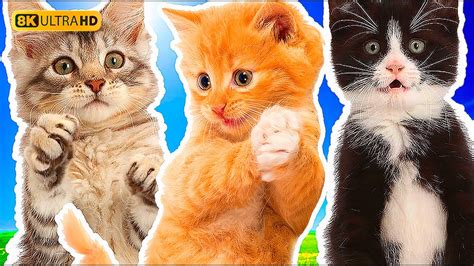 Kittens Play So Funny 8k Hd Video Cat Sounds Kittens Playing