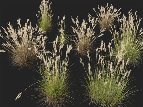 Rytidosperma Caespitosum Common Wallaby Grass 3d Model