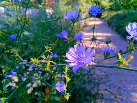 Chicory Grass Track Free Photo On Pixabay Pixabay