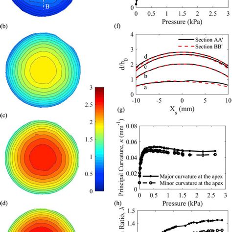 A D Contour Plots Of The Bulged Surface Displacement Of Abdominal