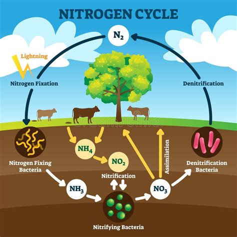 Denitrification Bacteria Nitrogen Crisis A Neglected Threat To
