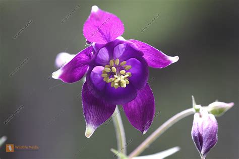 Wald Akelei Bild Bestellen Naturbilder Bei Wildlife Media