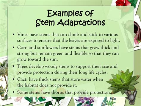 Ppt Life Cycles Of Seed Plants Powerpoint Presentation Free Download
