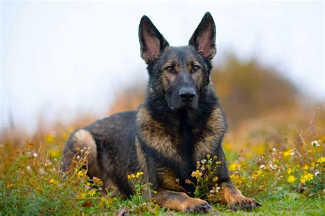 Working Line German Shepherd Origin History Pictures And Facts