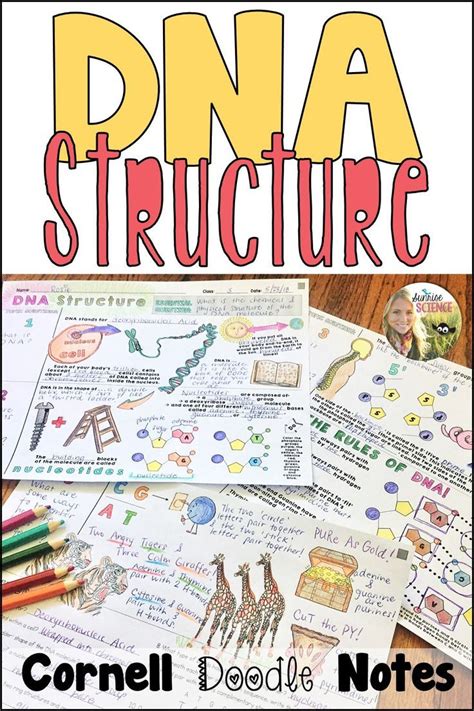 DNA Structure Doodle Notes Middle School Science Cornell Notes Doodle Notes Middle School