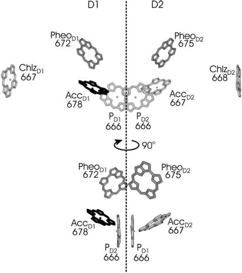 Photosystem 2 Drawing