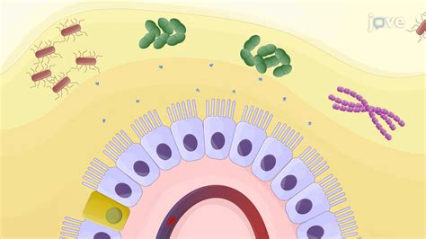 Video Fare Tümörü Modelinde Mühendislik Edilmiş Pediococcus