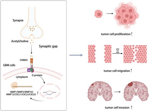 Chrm3 Is A Novel Prognostic Factor Of Poor Prognosis And Promotes