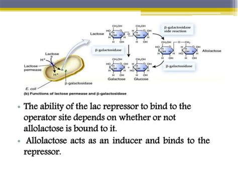 Regulation Of Lac Operon Positive Nd Negative Pptx