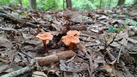 164 Best R Mycoporn Images On Pholder Cordyceps [3024x4032]
