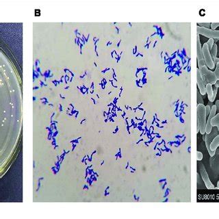 Pdf Identification Characterization And Antioxidant Potential Of