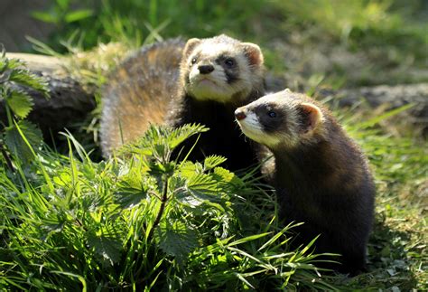 Cute Ferret Wallpaper