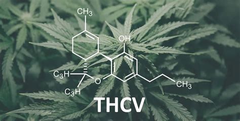 Thcv Vs Thc Origins Structure Comparison And More Sunmed Cbd