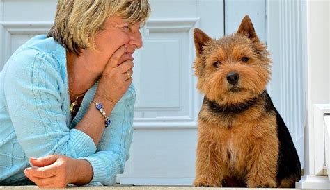 Norwich Terrier Small Brave And Loyal Norwich Terrier Training