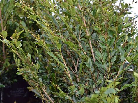 Linebacker™ First Editions® Distylium Upright Evergreen Shrub With