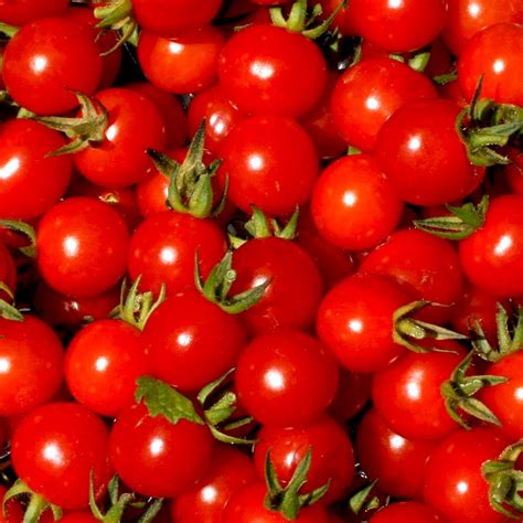 Cherry Tomato Seeds Tiny Tim Sow True Seed
