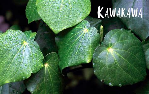 KawaKawa - 100% unique natural ingredient from New Zealand - Sven's Island