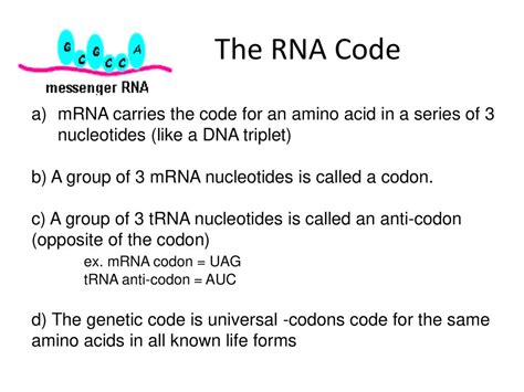 Three Nucleotide Sequence On Messenger Rna That Codes For A Single