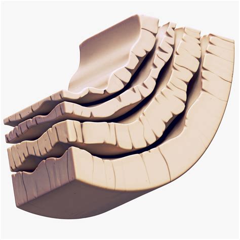 Osteocyte In Compact Bone Osteon 3d Model