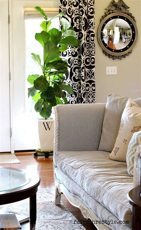 Fiddle Leaf Fig Knock Out Rose And The Hydrangea Refresh Restyle