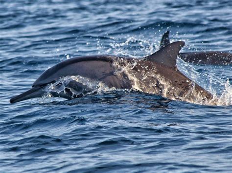 Delfiny Zmieniają Kolor Na Różowy Wszystko Przez Upały Podróże Wprost