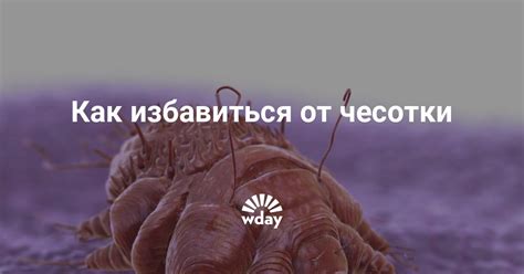 Чесотка: симптомы и стадии, как избавиться, фото — www.wday.ru | WDAY