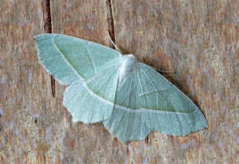 Free Images Wing Leaf Green Insect Macro Moth Butterfly Fauna