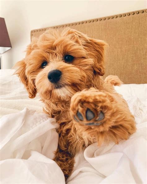 Cavapoo Wallpapers Top Free Cavapoo Backgrounds Wallpaperaccess