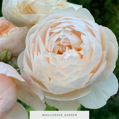 Buy Windermere David Austin Roses Online Penfield Gardens Rose Nursery