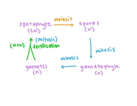Ch 38 Plant Reproduction Flashcards Quizlet