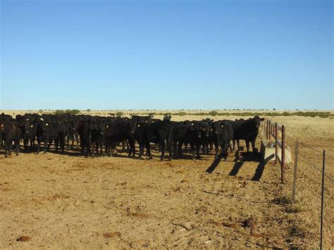 Enryb Downs Corfield District Freehold Property 1699842 Ha Brodie Agencies