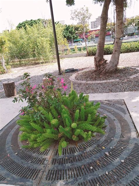 植栽穴綠美化 狐尾武竹