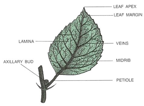 Draw A Neat Diagram Of A Simple Petiolate Leaf Showing Knowledgeboat