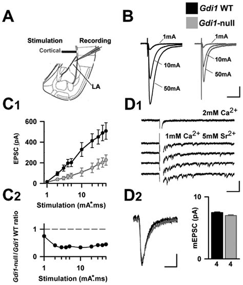 Synaptic Transmission At Cortico La Synapses Is Affected By The Absence