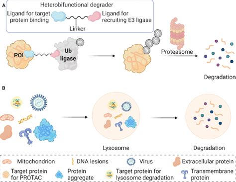 Techniques For The Targeted Degradation Of Biomaterials A Protacs