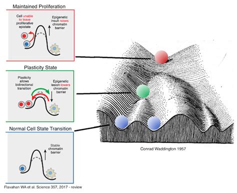 Chromatin State Regulates Cellular Transitions Projects Murphy Lab