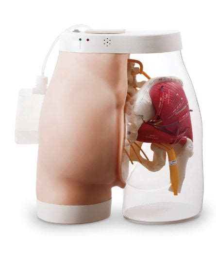 Intramuscular Injection Model